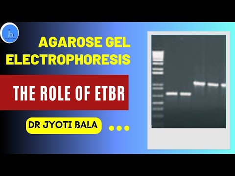 Role of ETBR in DNA Gel Electrophoresis|How does EtBr works |Agarose Gel| Ethidium bromide| Biotech|