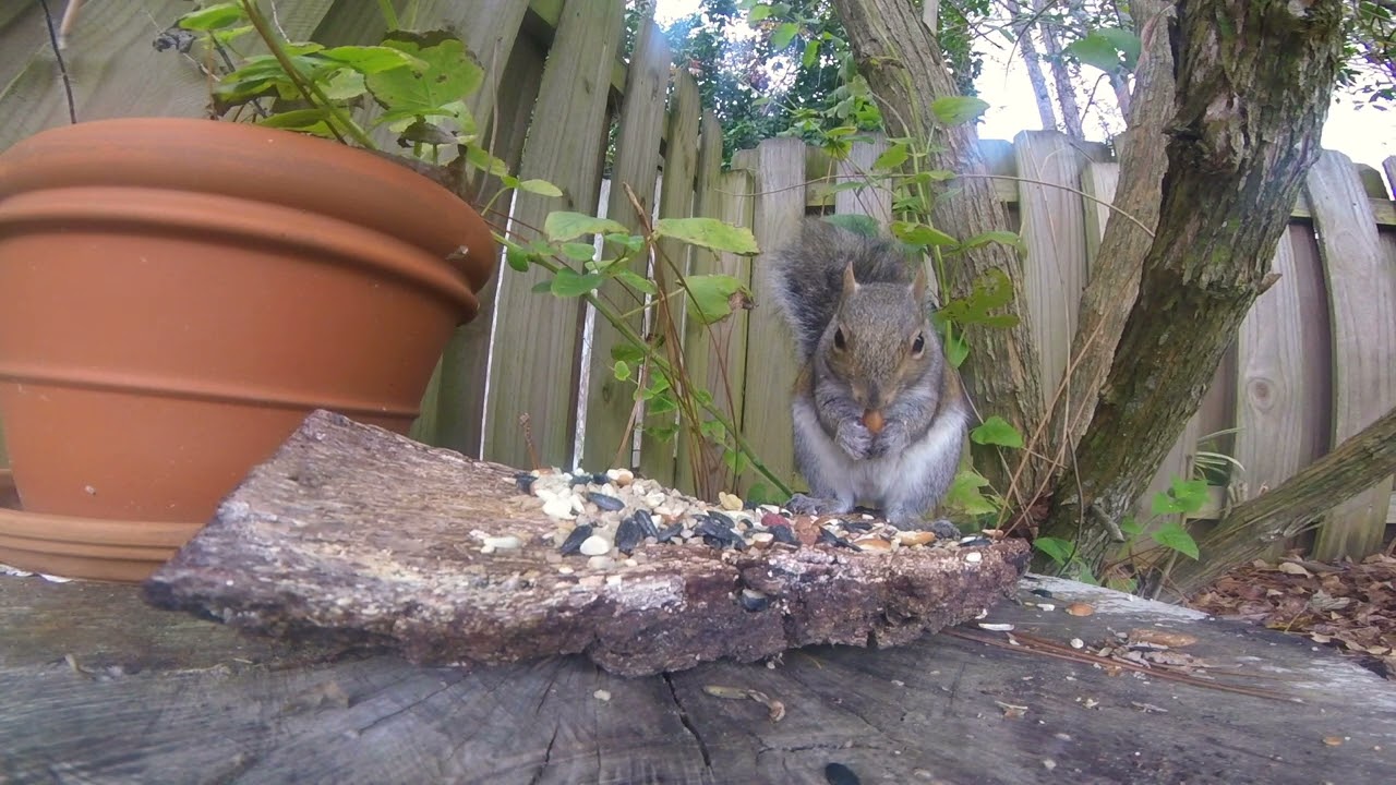 Squirrels on a stump enjoying noms, squirrels, nature, backyard nature, CAT TV, Relax