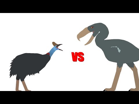 cassowary vs kelenken