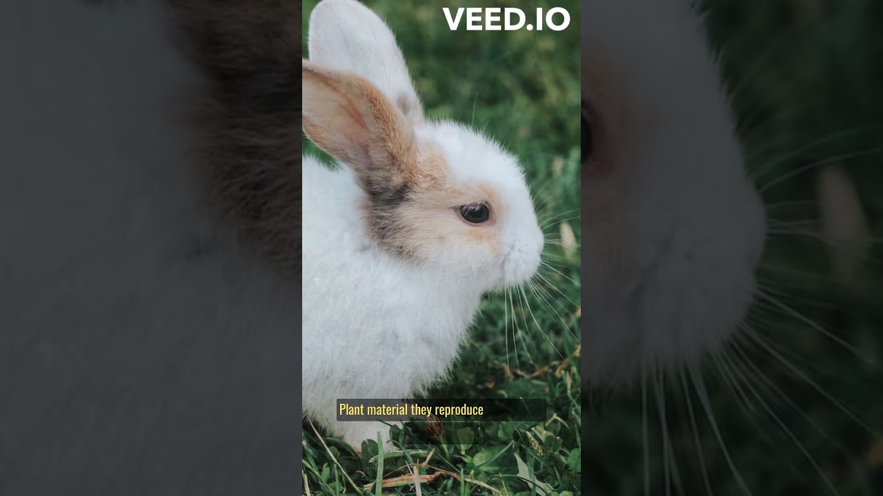 Rabbit Revelations: Unveiling the Wonders of Rabbits in 30 Seconds!