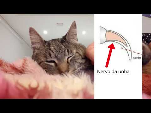 How to trim your cat's nails at home [Cat Bento]