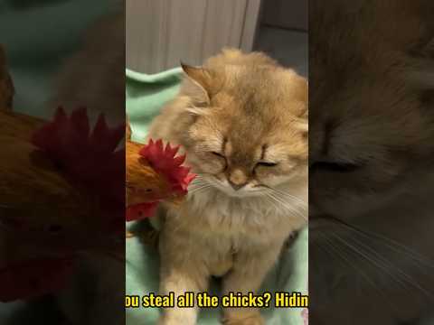 😂Cats take it upon themselves to take care of hens and chicks!(👇Click to watch the full version)