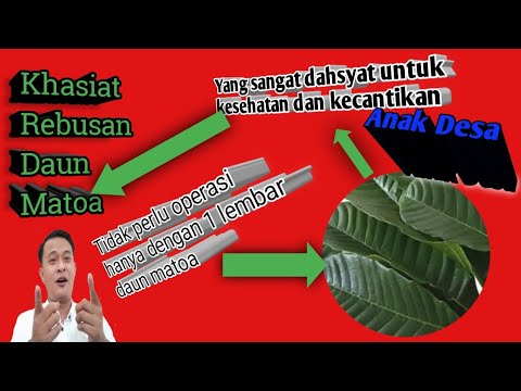 Manfaat daun matoa untuk kesehatan 2021-matoa ~ Anak Desa