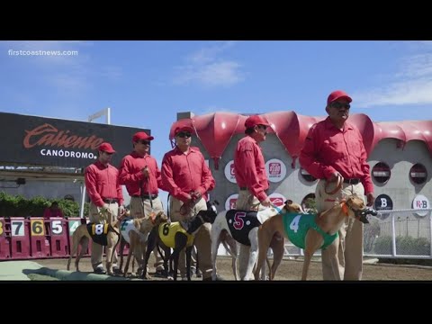 Should greyhound racing be banned nationwide?