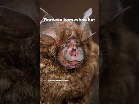 We think all bats are cute. 🥰 some are just more dedicated to the spooky szn theme than others 👻