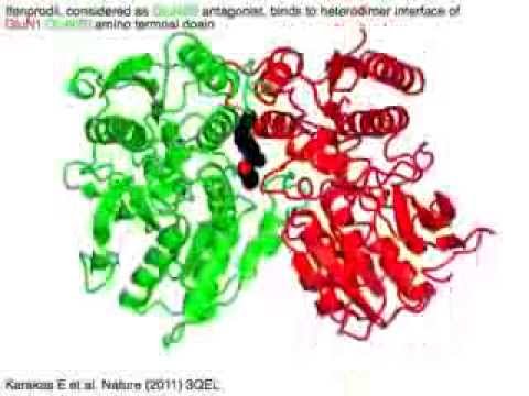 NMDA Glutamate Receptor, amino-terminal domain