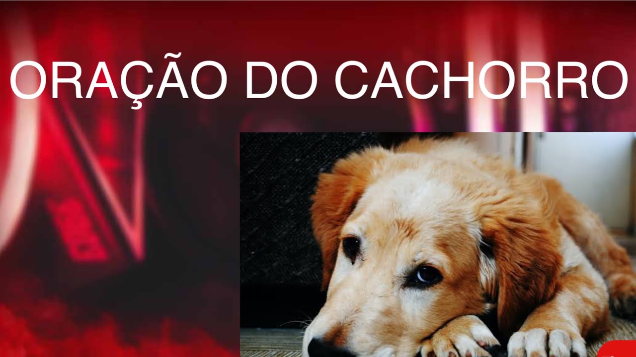 DOG PRAYER TO LEAVE ANYONE AT YOUR FEET! #sia #love #jesus #god