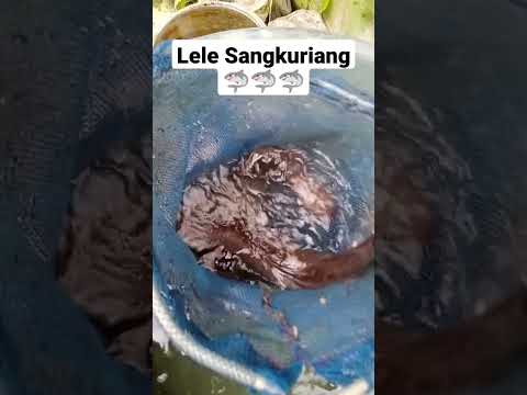 lele sangkuriang,lele konsumsi, lele lokal x lele dumbo = sangkuriang @jerrymantik5477