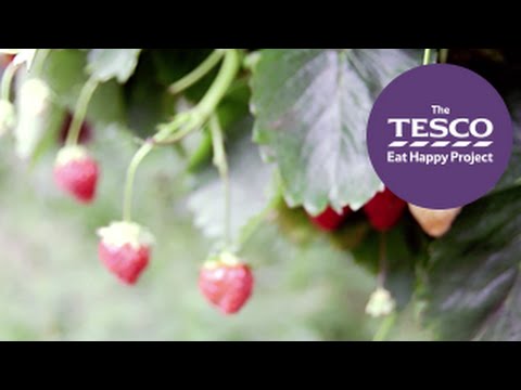 Sweet Strawberries: what is a strawberry?