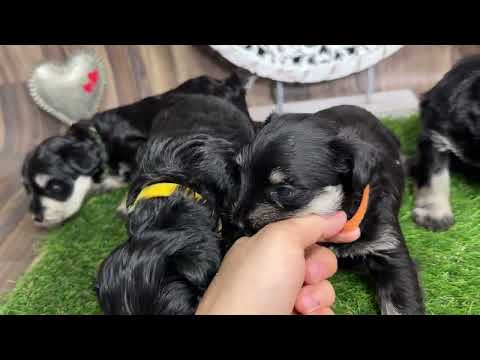 ATHENA'S LITTER, WEEK 4