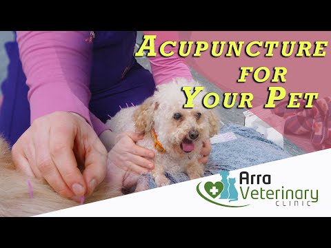 ACUPUNCTURE PART 1 | PET WELLNESS & WELL-BEING | PET CARE