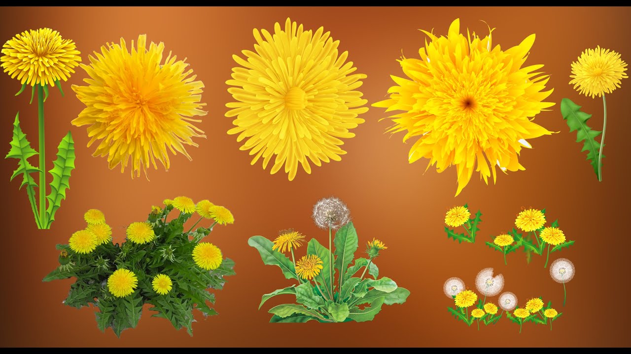 Dandelion Flowers PNG Collections |Clip-art Png |