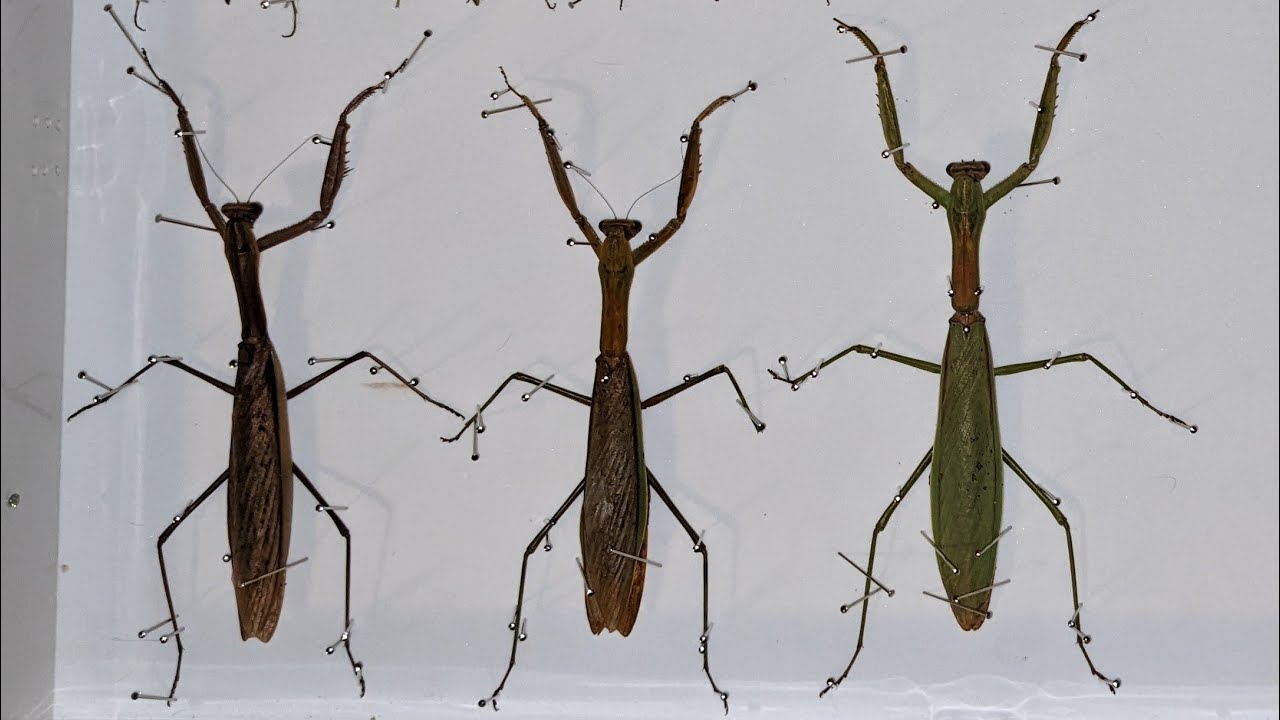 How to Pin a Praying Mantis in a Display Case | Insect Pinning Tutorial