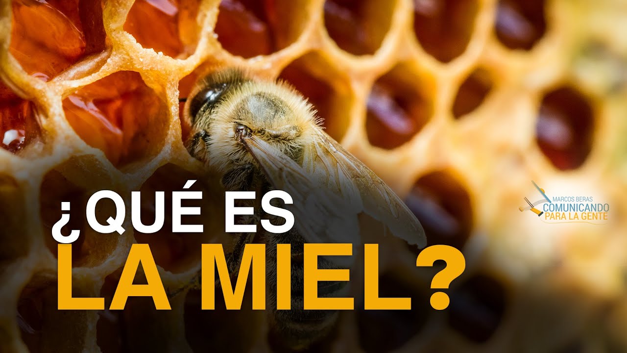 ¿QUÉ ES LA MIEL?