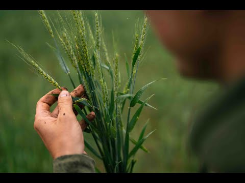 Why You Should Consider FULVIC ACID To Improve Yields!!