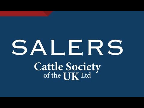 Salers Sale of Bulls at Stirling 1.00pm on Monday 17th February '25