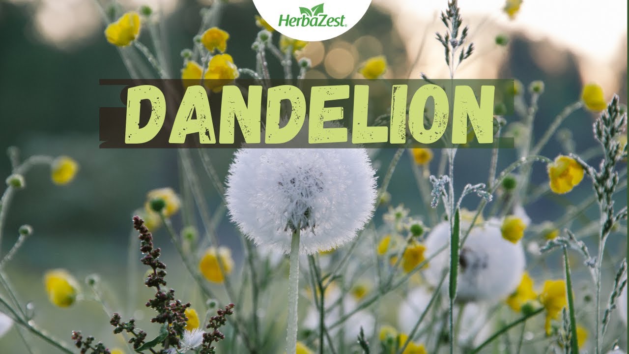 Dandelion - Herbazest