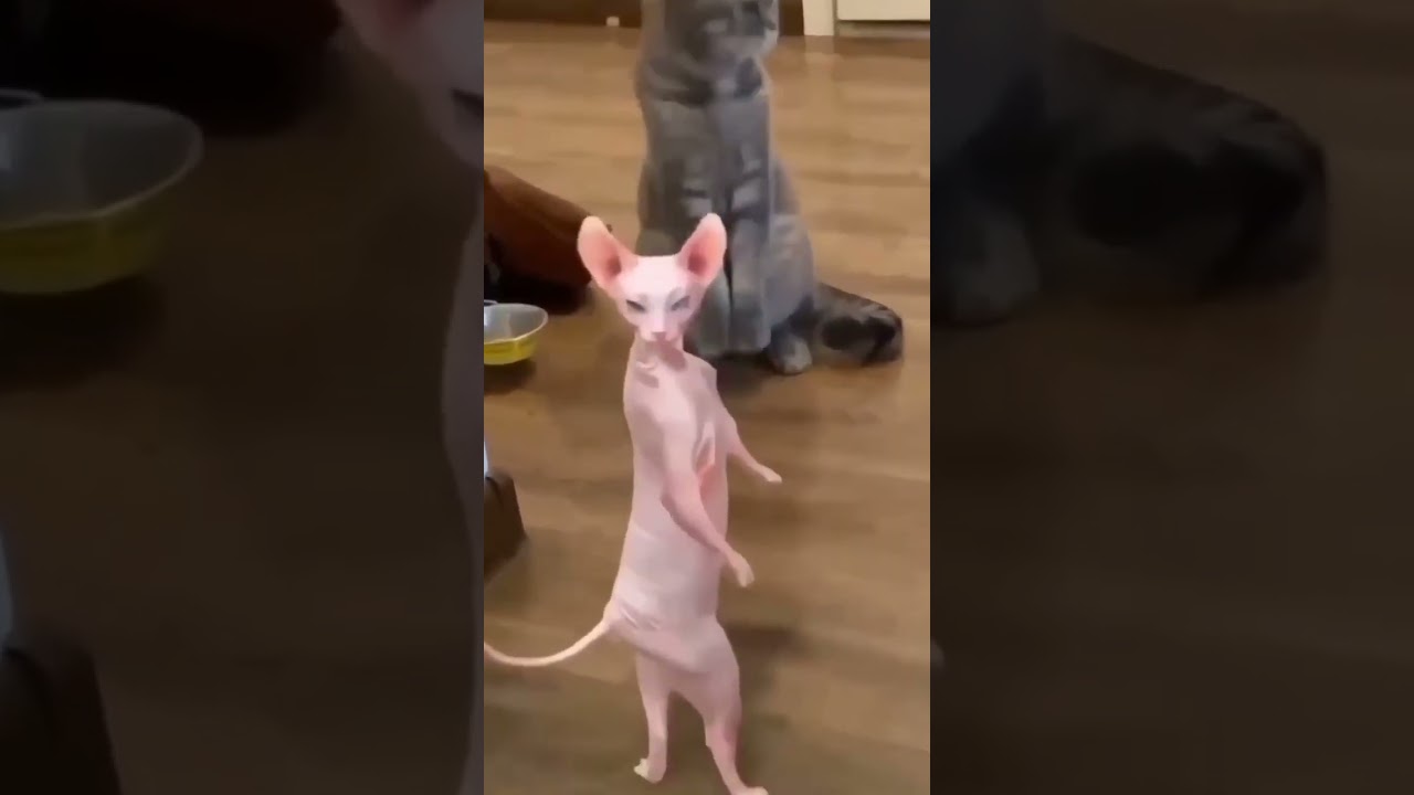 pin by sabina on cats in 2023 funny animals funny animal videos funny animal quotes thetechlearn