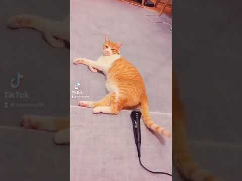 kucing kentut langsung kaget ππ