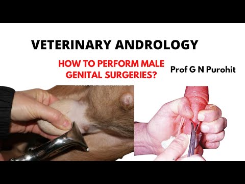 Veterinary Andrology I Genital surgeries in male animals I Burdizzo castration I Phimosis I VGO I GN