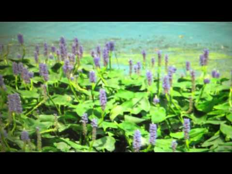 Pickerelweed For Sale 1.38 at Tn Online Tree Nursery