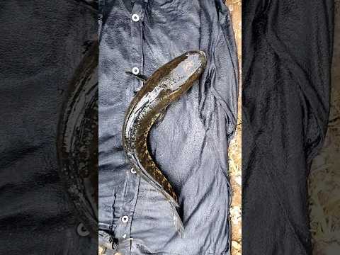 Snakehead fish catching with live bait | tamil