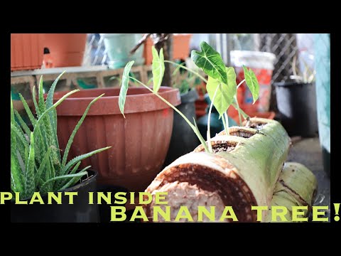 How to GROW FOOD INSIDE BANANA TREE | Organic Hawaii | Gardening ASMR