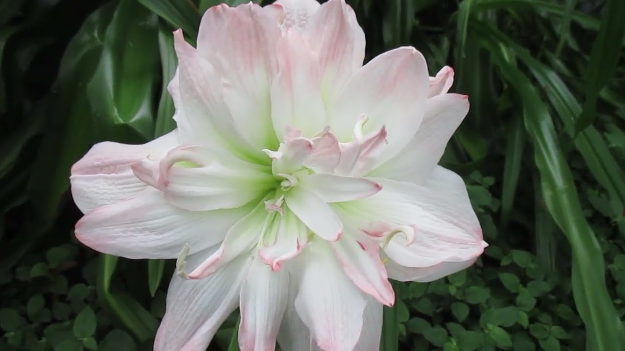 Arctic Nymph Amaryllis (Hippeastrum X Hybridum)