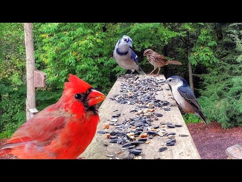 Simple Platform Bird Feeder Works Wonders