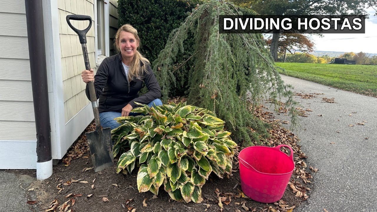 Divide Hostas in 6 Easy Steps