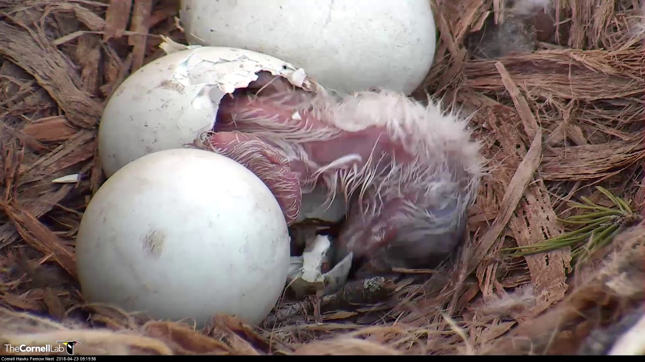 First Red-Tailed Hawk Chick Almost Hatched – April 23, 2018