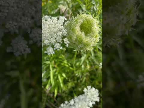 Wild Carrot or Daucus carota,is a flowering plant in the family Apiaceae.