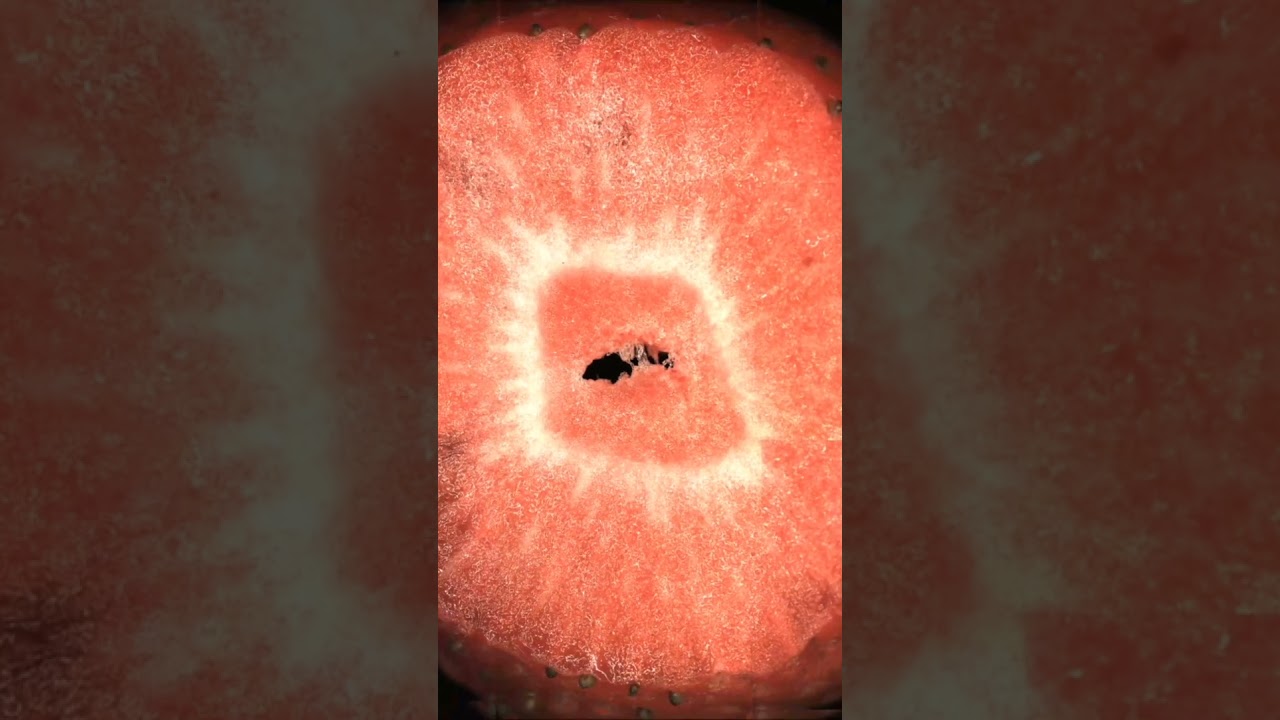 Bugs in my strawberry? #science #microscope