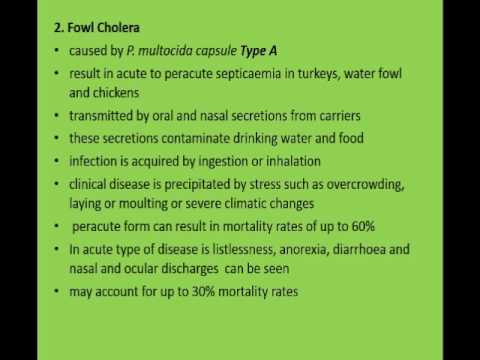 Family Pasteurellaceae...What diseases do Pasteurella Cause...Fowl Cholera...
