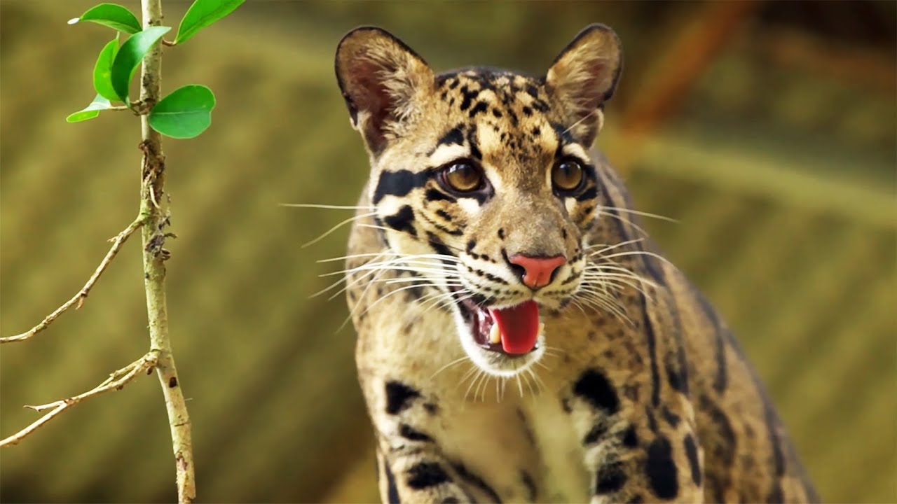 FIGHTING EXTINCTION | The Clouded Leopard Breeding Program | 4K