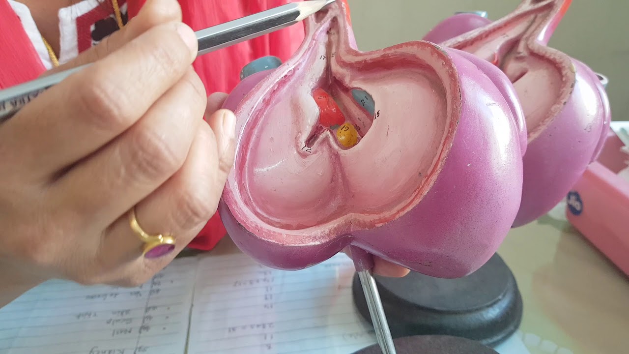 Interventricular septum dev model