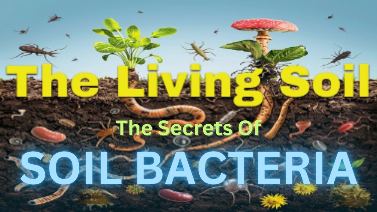 Living Soil: Unlocking the Secrets of Soil Bacteria