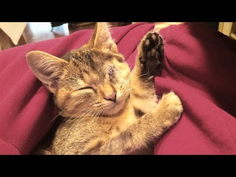 Misbehaving Kittens – Lee Duigon