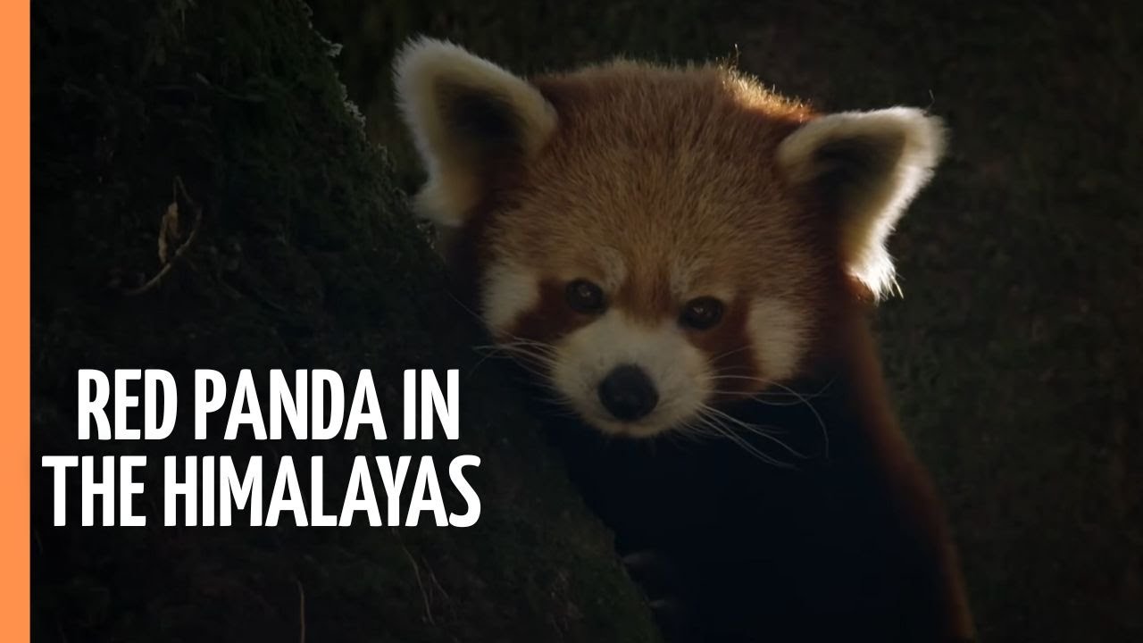 Breathtaking and rare images of a red panda in the depths of the Himalayas | Full Documentary