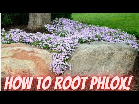 3 AMAZING Ways to Propagate Phlox in your Garden | How to Root Phlox