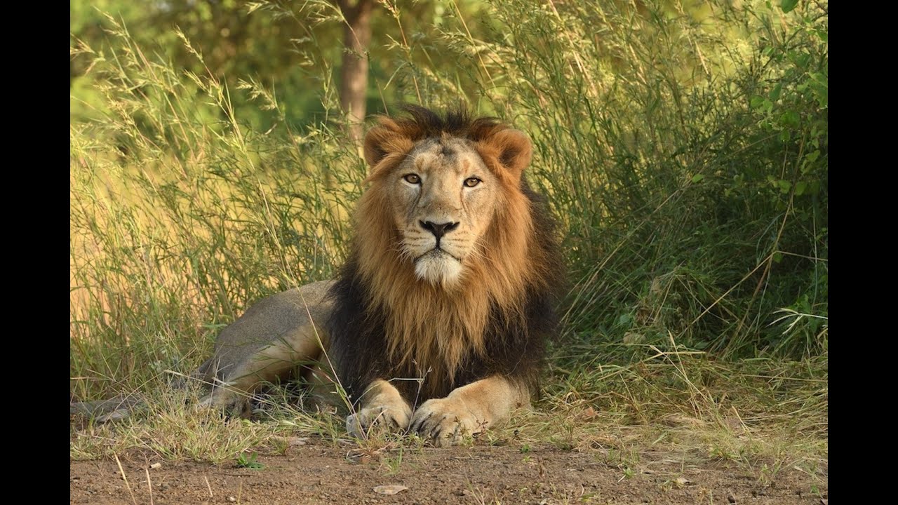 The Last Lions - Documentarytube.com