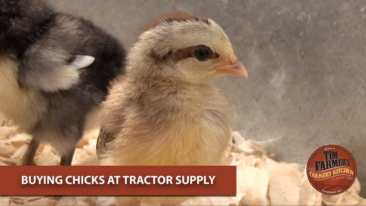 Buying Chicks at Tractor Supply