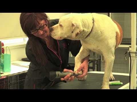 Dee Dee's Dog Spot.mov
