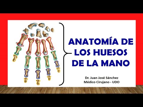 🥇 HAND BONES - (Carpus, Metacarpus and Phalanges). Easy and simple