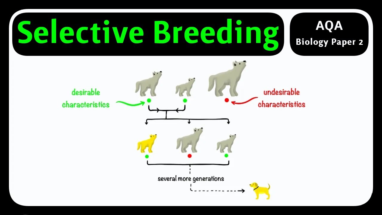GCSE Biology AQA - Selective Breeding | Artificial Selection Explained [2026 exams]