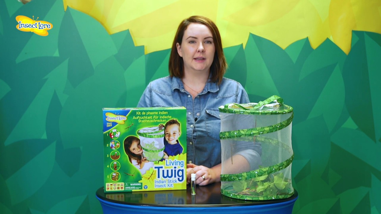 Insect Lore - Living Twig Kit