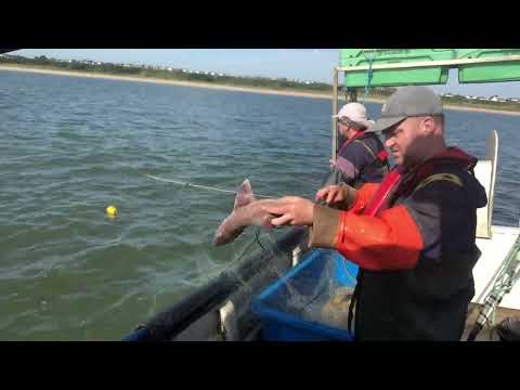 The first few mackerel & plenty of smooth hounds! Eaten alive by seals. Boat sea fishing