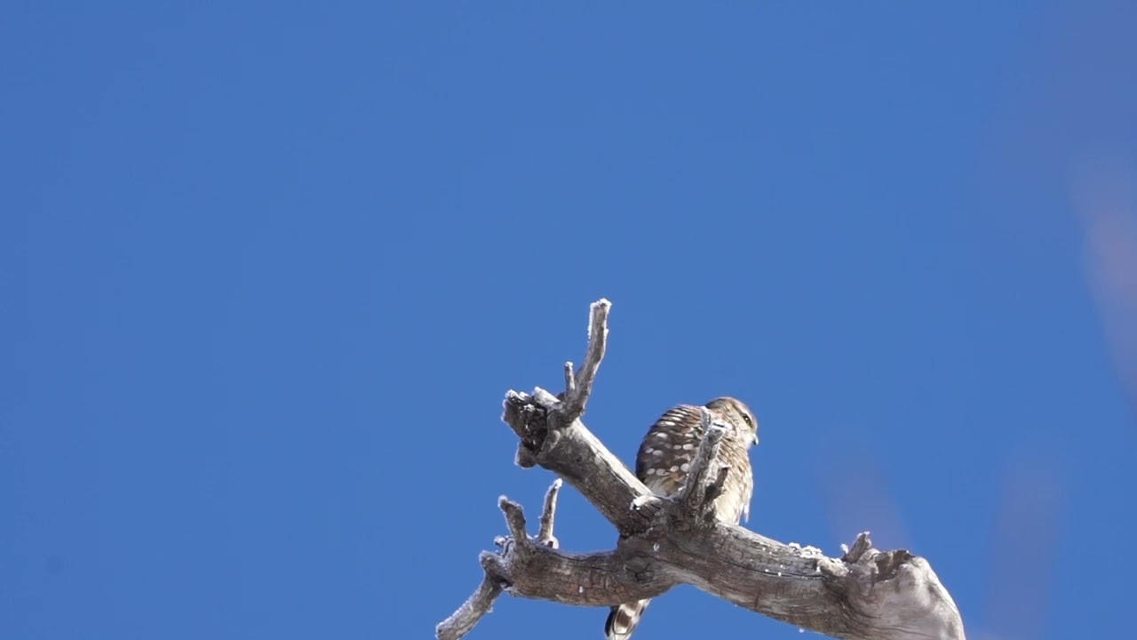 Prairie Falcon (Falco mexicanus)