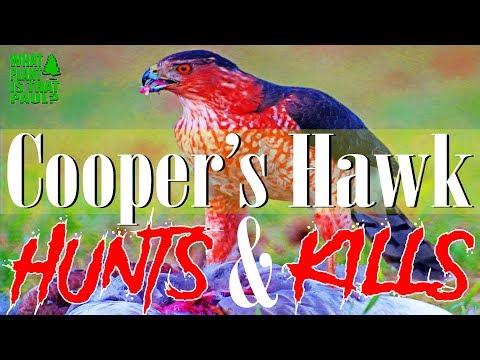 Cooper's Hawk HUNTS and KILLS a Small Bird. (AWESOME FOOTAGE)