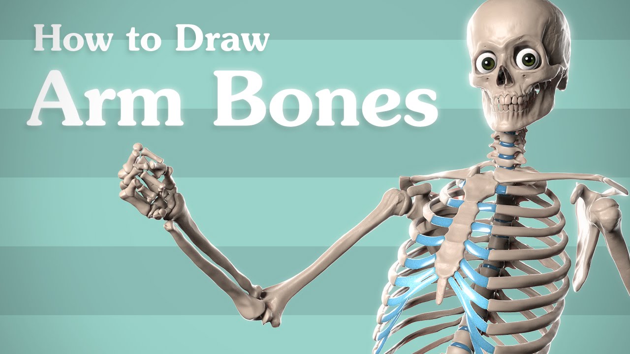Drawing Arm Bones - Anatomy for Artists